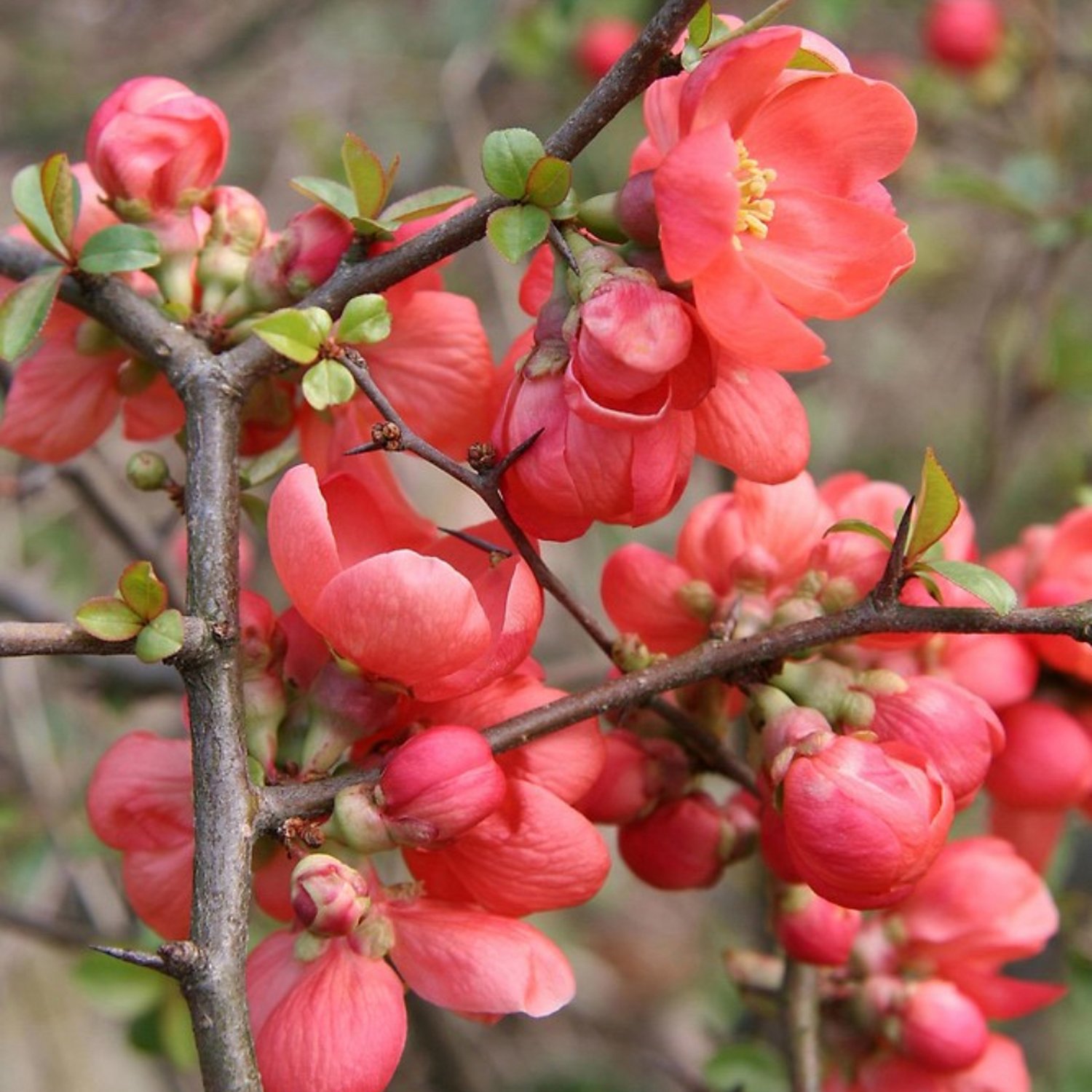 Chinese Flowering Quince Quince Chaenomeles speciosa 29 seeds for planting