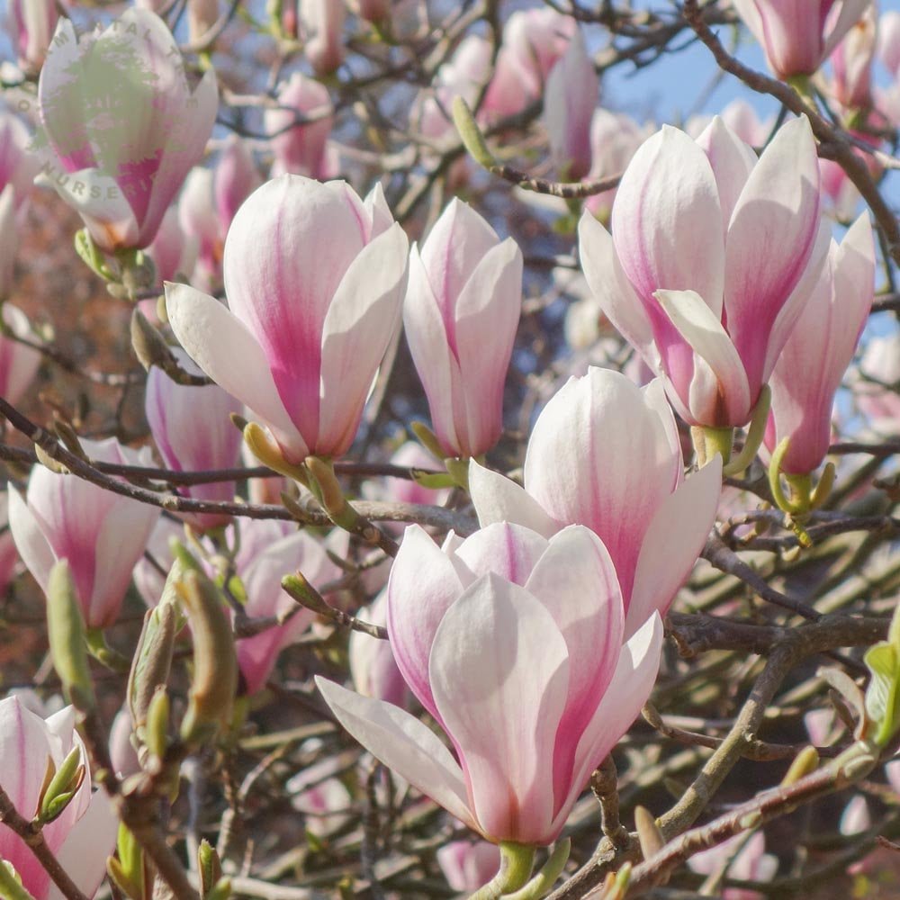 SAUCER MAGNOLIA Magnolia X soulangeanaa 9 seeds for planting
