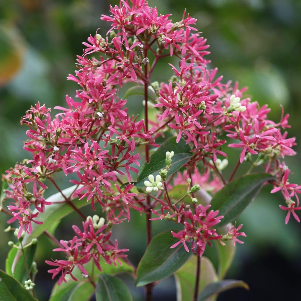 SEVEN SON FLOWER SEVEN TREE Heptacodium miconioides 78 seeds for planting