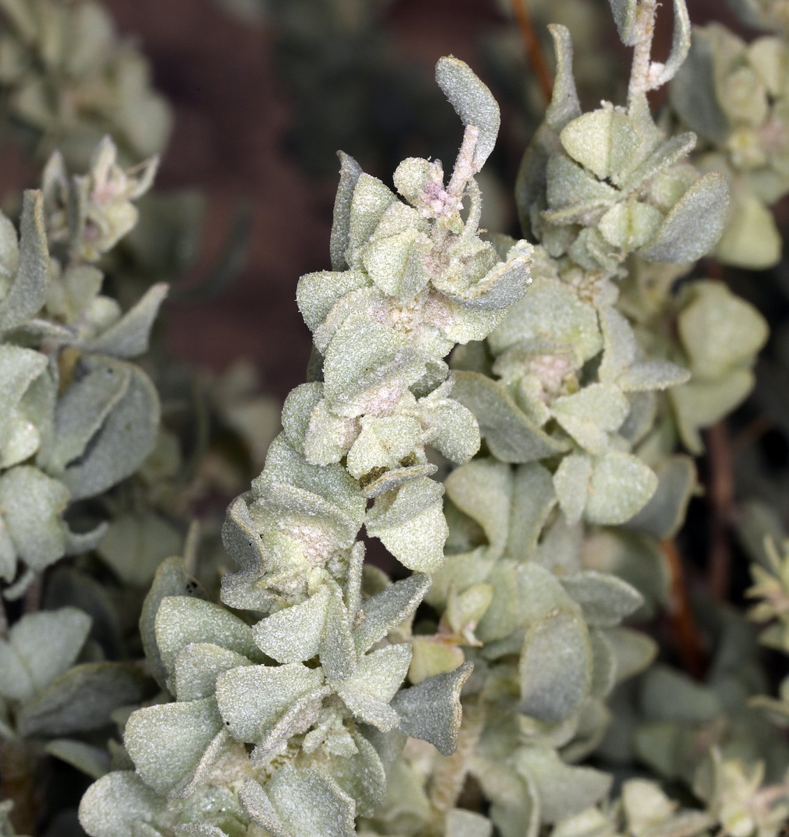 SHADSCALE SPINY SALTBUSH Atriplex confertifolia 39 seeds for planting