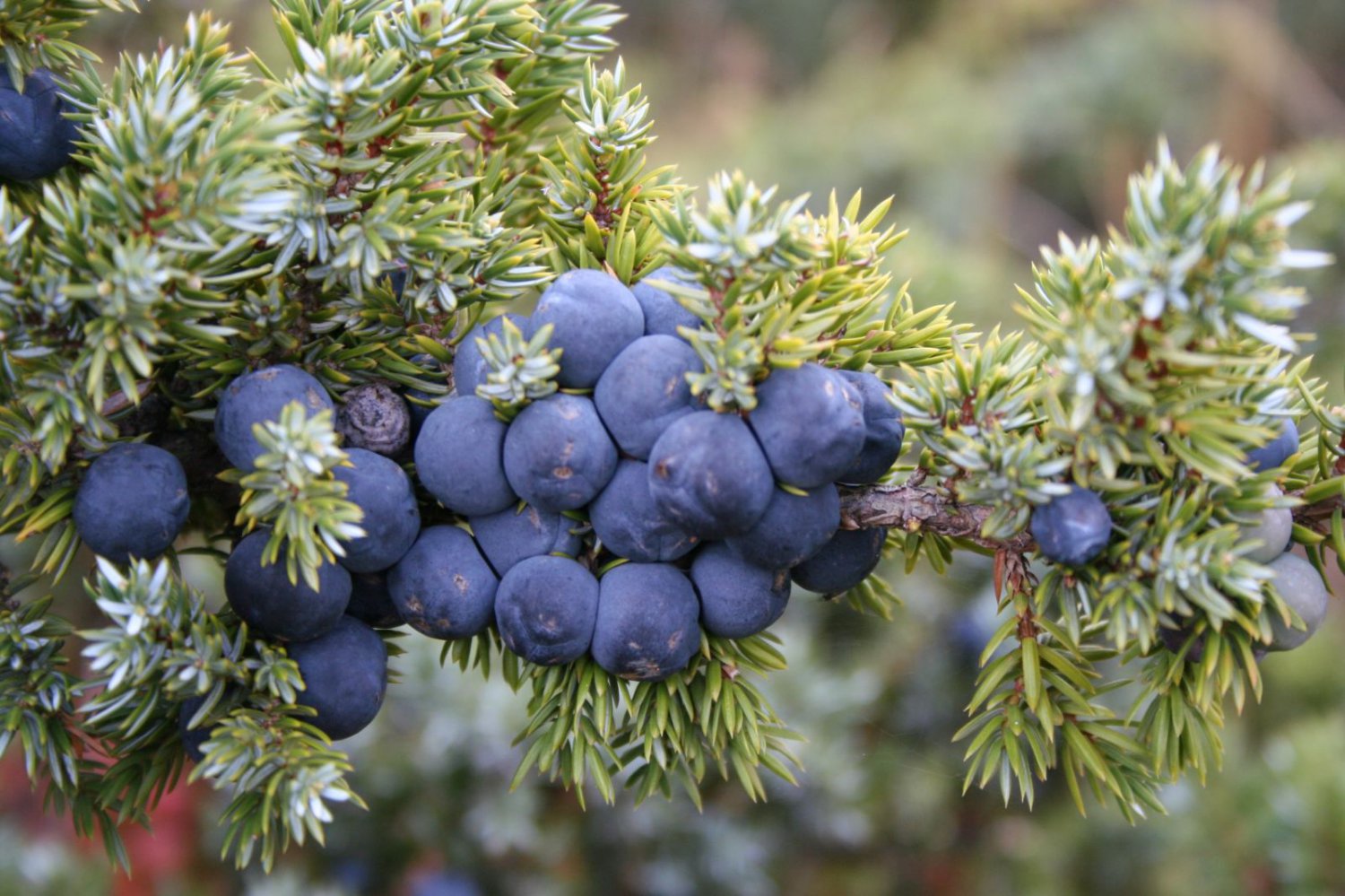 COMMON JUNIPER Juniperus communis 20 seeds for planting