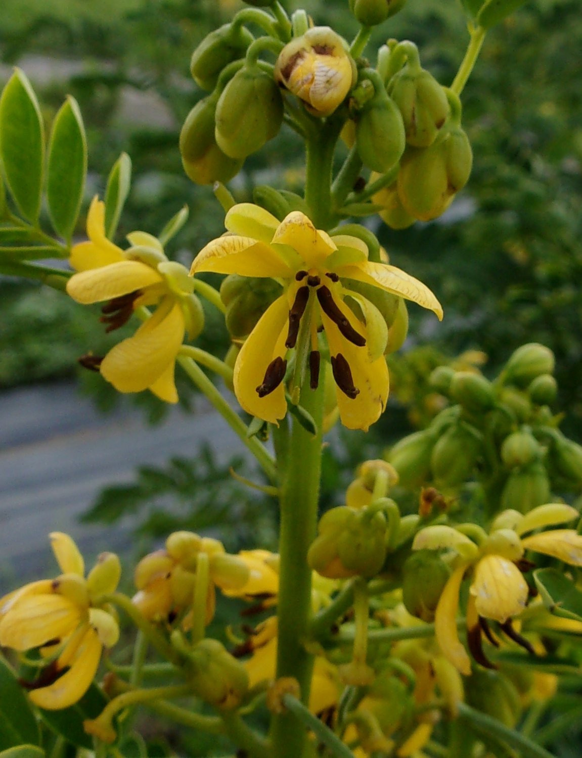 MARYLAND SENNA WILD SENNA Senna marilandica 52 seeds for planting