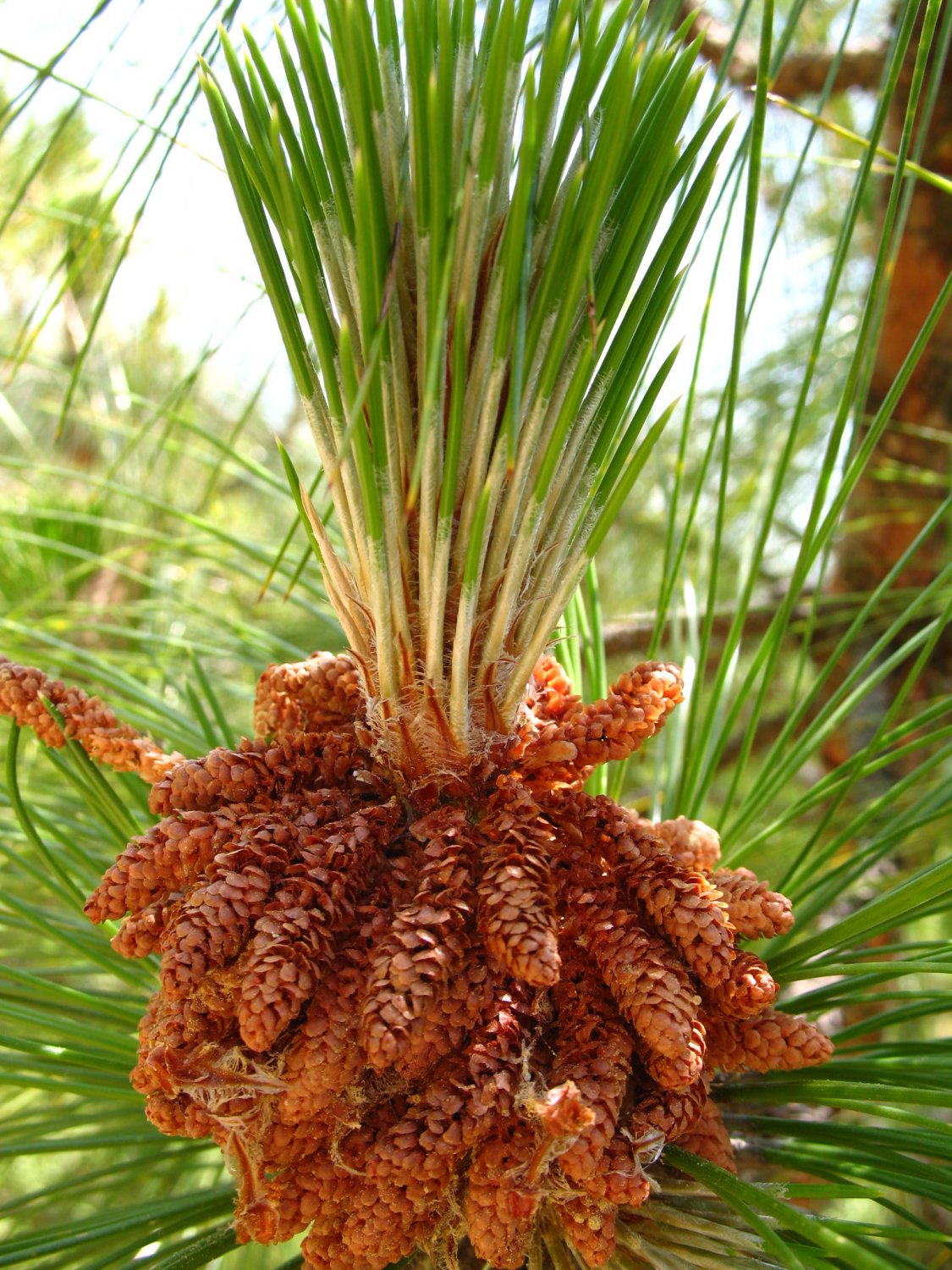CHIR SALLI Pinus roxburghii 11 seeds for planting
