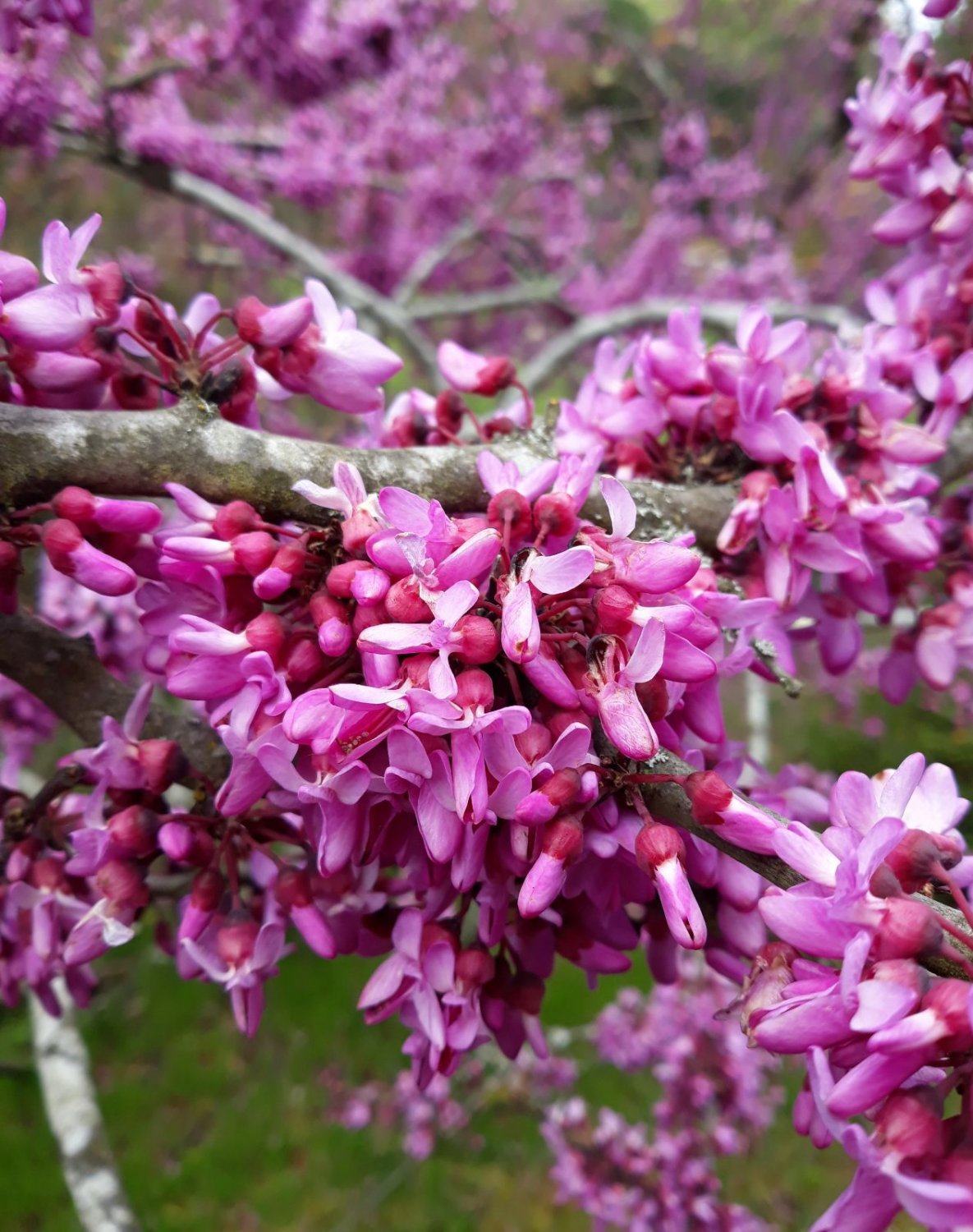 JUDAS TREE Cercis siliquastrum 17 seeds for planting