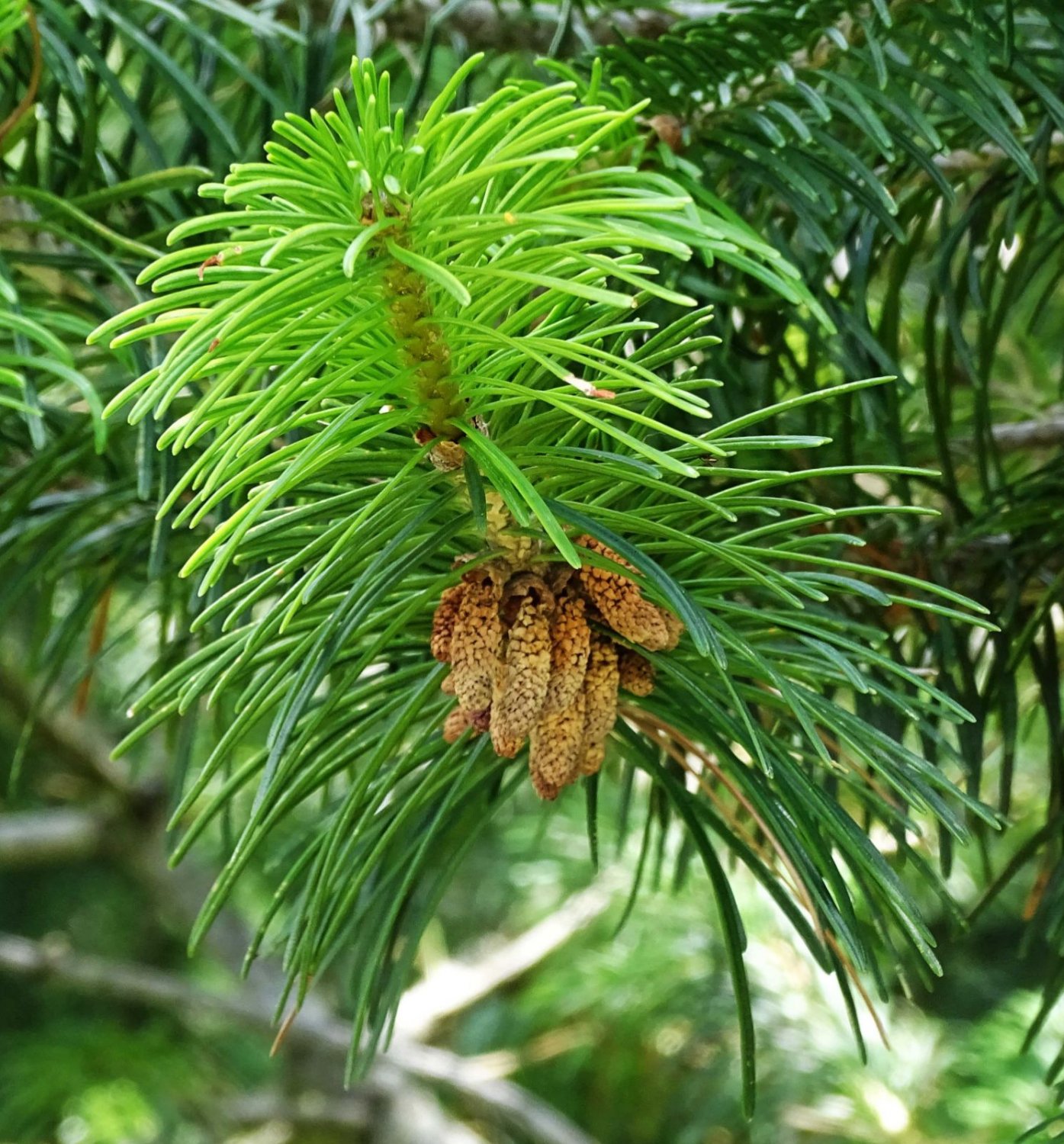 PINDROW FIR SILVER WEST HIMALAYAN FIR Abies pindrow 11 seeds for planting