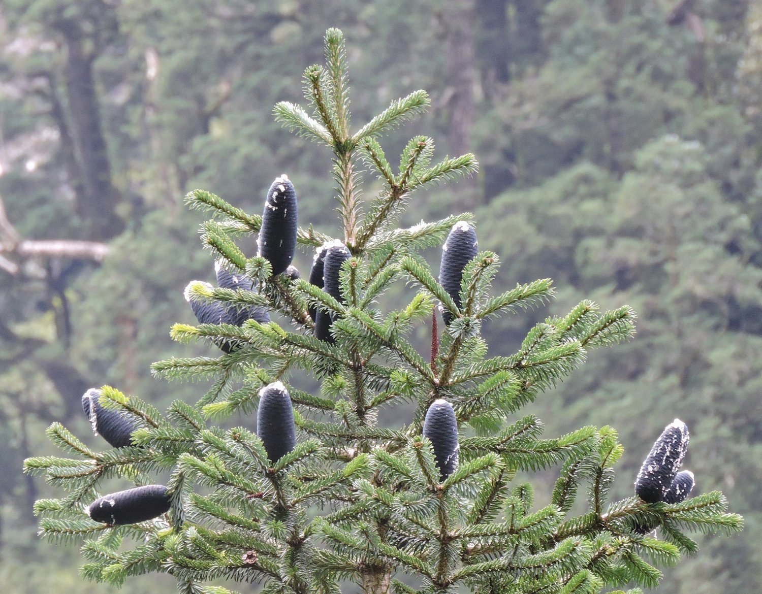 PINDROW FIR SILVER WEST HIMALAYAN FIR Abies pindrow 11 seeds for planting