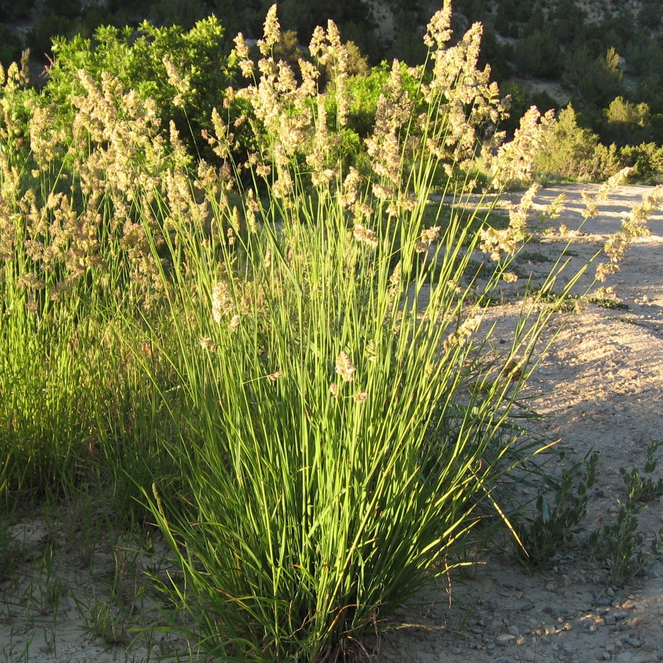 COCKS FOOT COCKSFOOT GRASS ORCHARD ORCHARDGRASS Dactylis glomerata ...