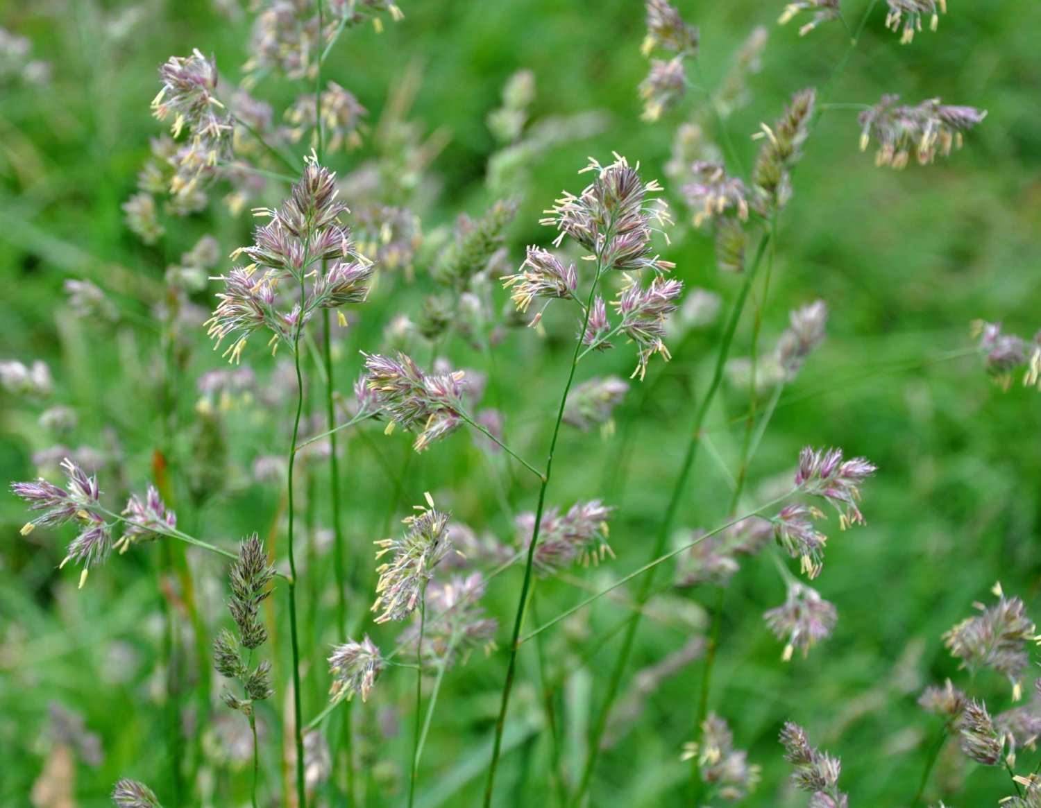 COCKS FOOT COCKSFOOT GRASS ORCHARD ORCHARDGRASS Dactylis glomerata ...