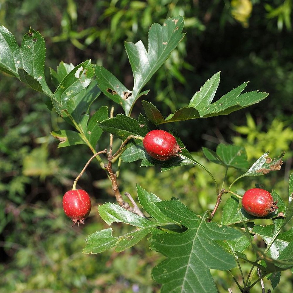 CHINESE HAW Crataegus pinnatifida 12 seeds for planting