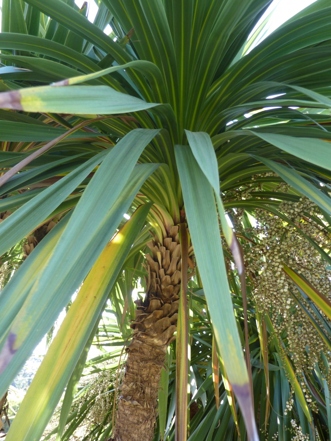 CABBAGE TREE Cordyline australis 207 seeds for planting