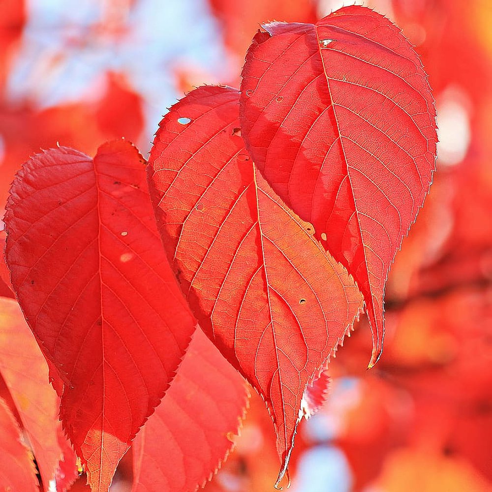 O KAGAMI JAPANESE MAPLE OKAGAMI MAPLE Acer palmatum ssp. matsumurae 'O ...