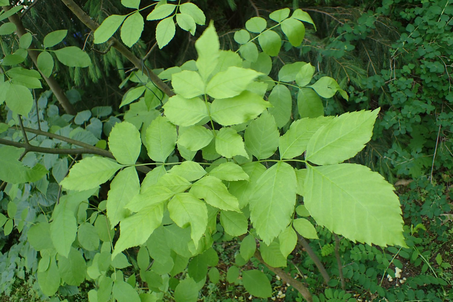 TEXAS ASH Fraxinus texensis 19 seeds for planting