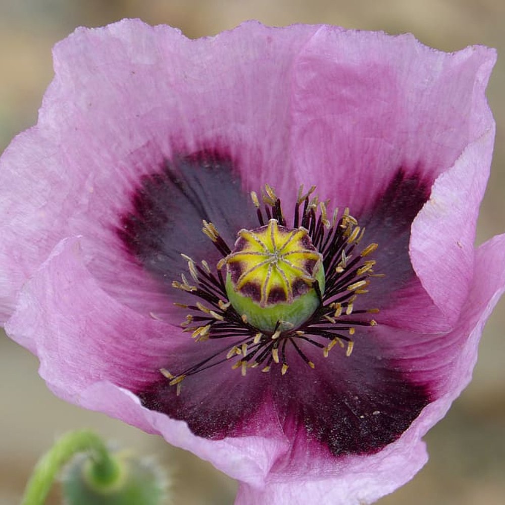 GIANT POPPY Papaver somniferum 'The Giant' 67 seeds for planting