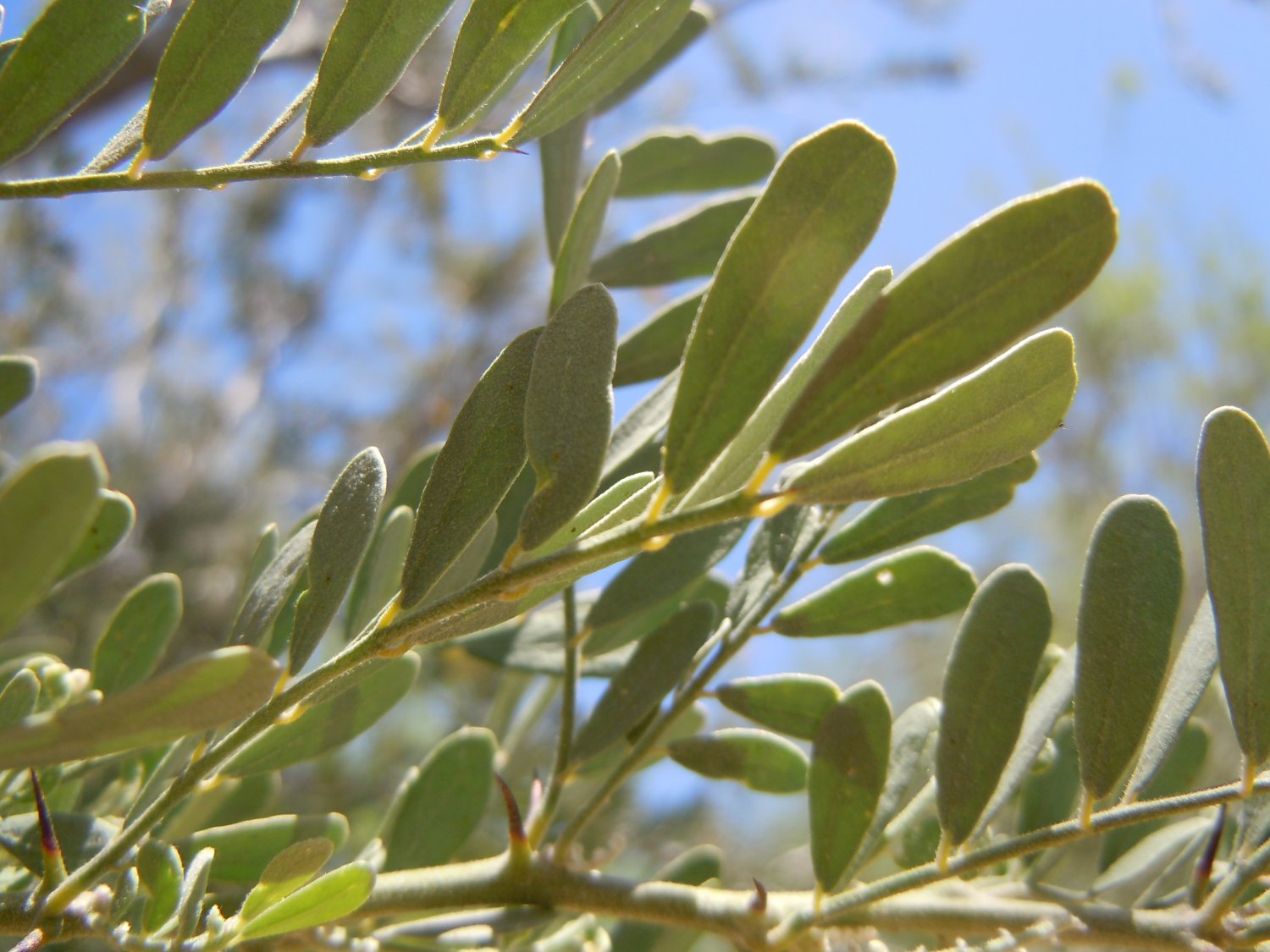 DESERT IRONWOOD PALO FIERRO Olneya tesota 11 seeds for planting