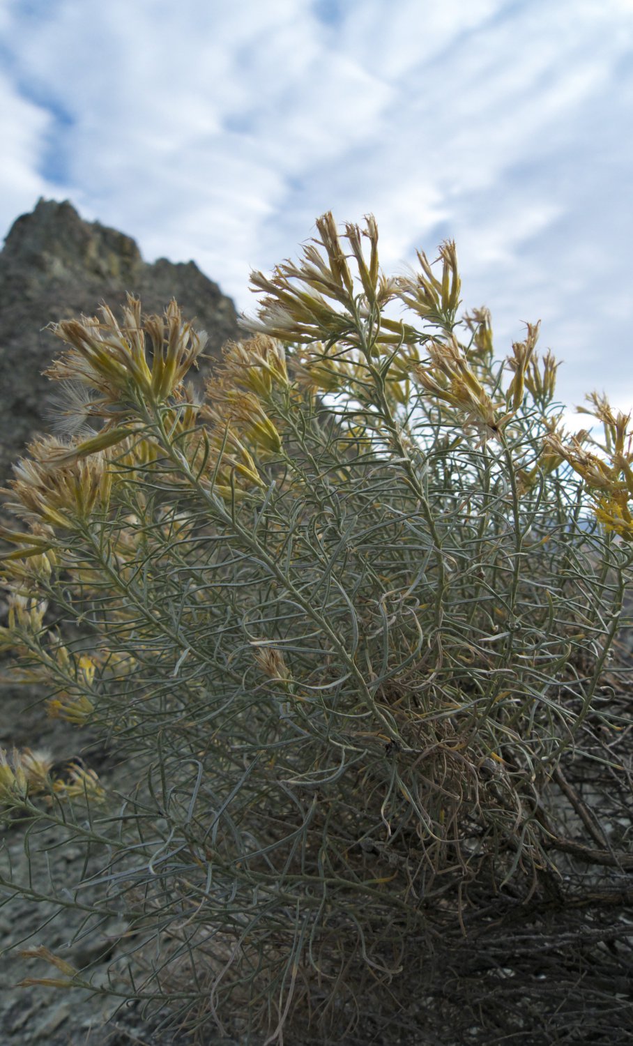 GRAY RABBITBRUSH RUBBER SHOWY RABBITBRUSH Ericameria nauseosa var ...