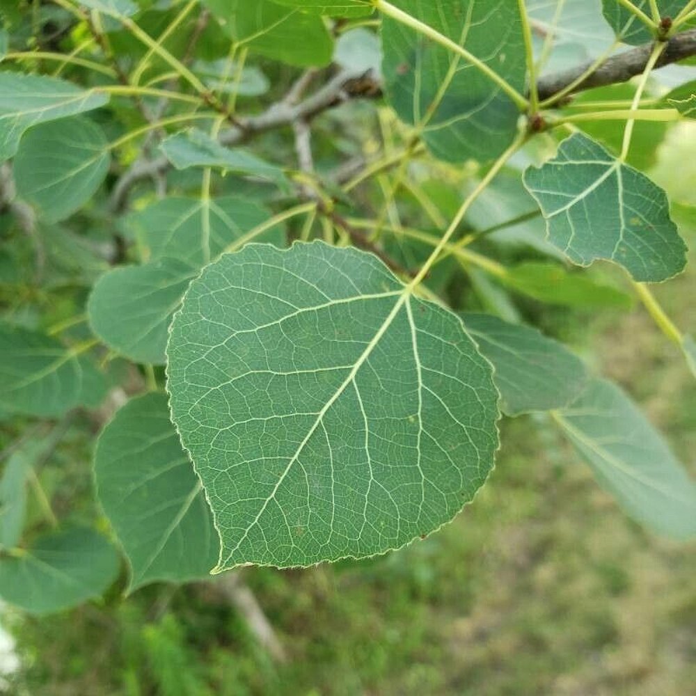COTTONWOOD EASTERN COTTONWOOD Populus deltoides 62 seeds for planting