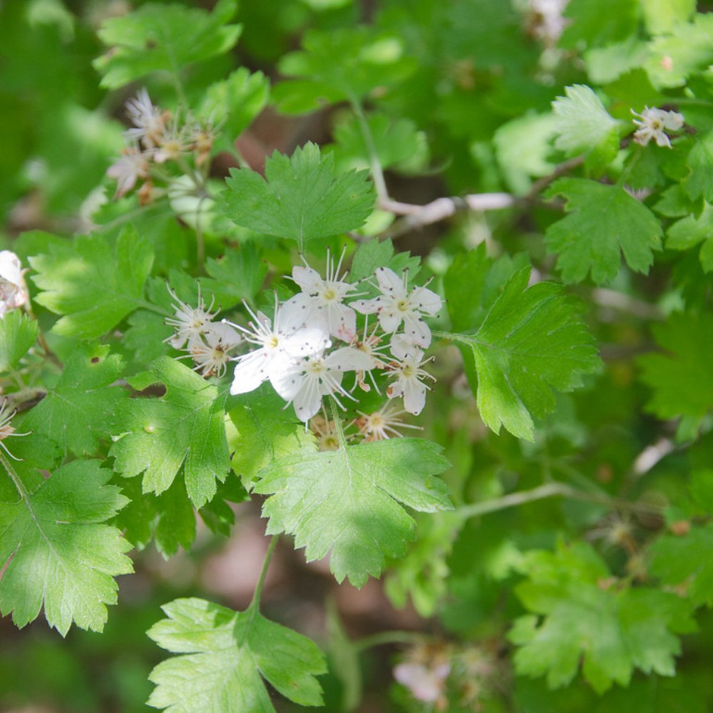 PARSLEY HAWTHORN Crataegus x marshallii 61 seeds for planting