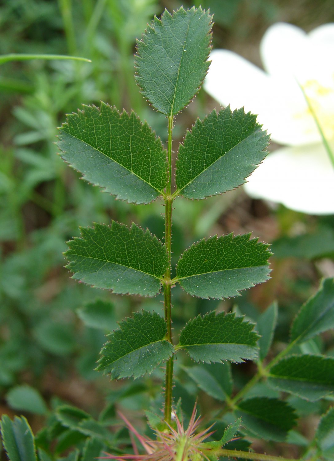 BURNET SCOTCH ROSE Rosa spinosissima 12 seeds for planting