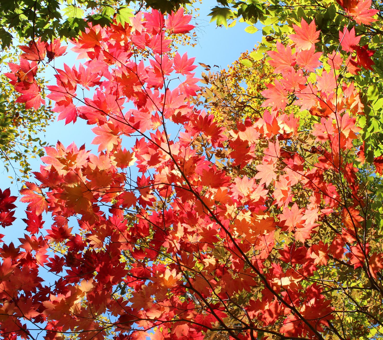 DOWNY JAPANESE MAPLE FULL MOON MAPLE Acer japonicum dry seed 12 seeds ...