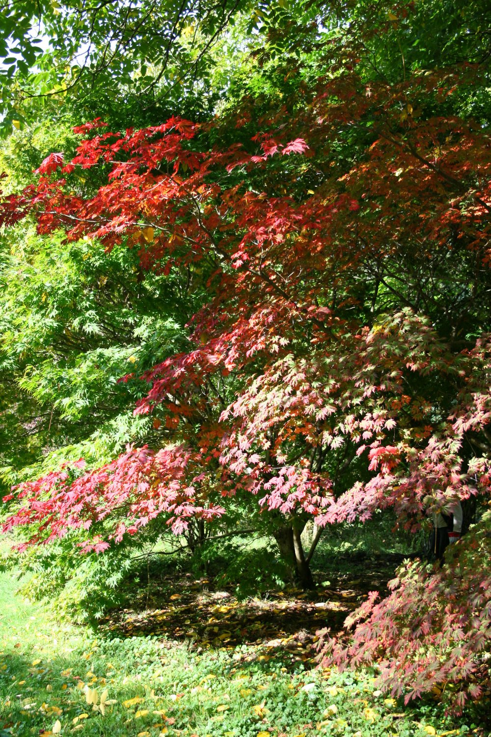 DOWNY JAPANESE MAPLE FULL MOON MAPLE Acer japonicum dry seed 12 seeds ...