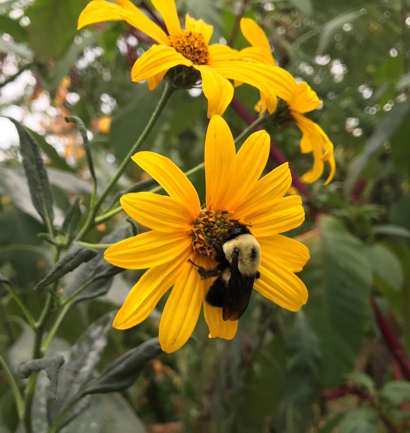 JERUSALEM ARTICHOKE SUNCHOKE SUNROOT Helianthus tuberosus 35 seeds for ...