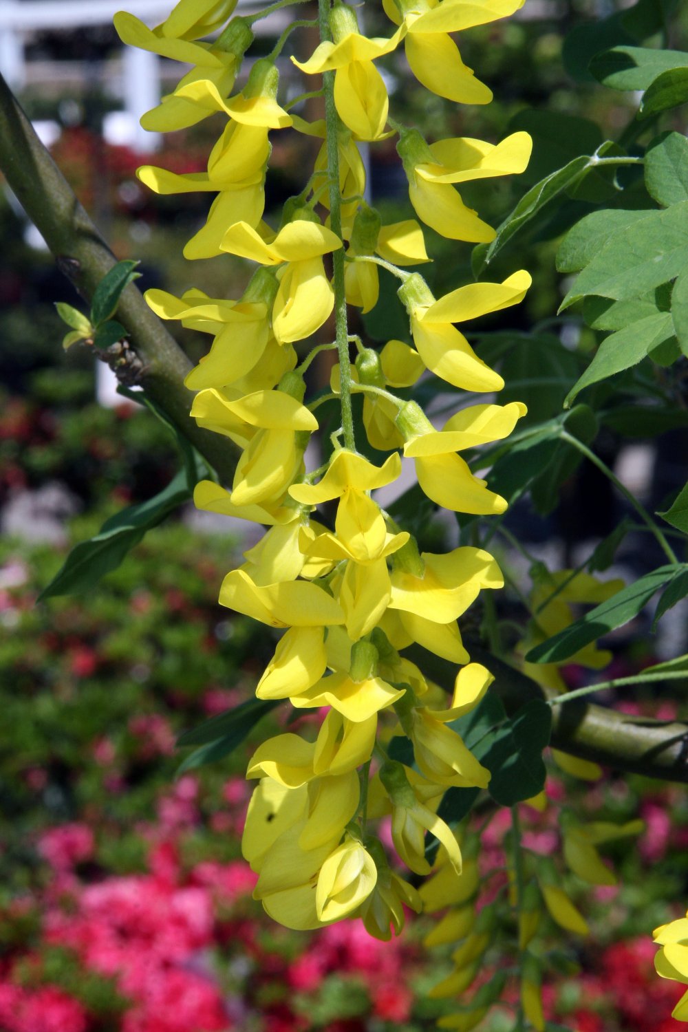 Goldenchain Tree Waterer Laburnum Golden Chain Tree Laburnum X watereri ...