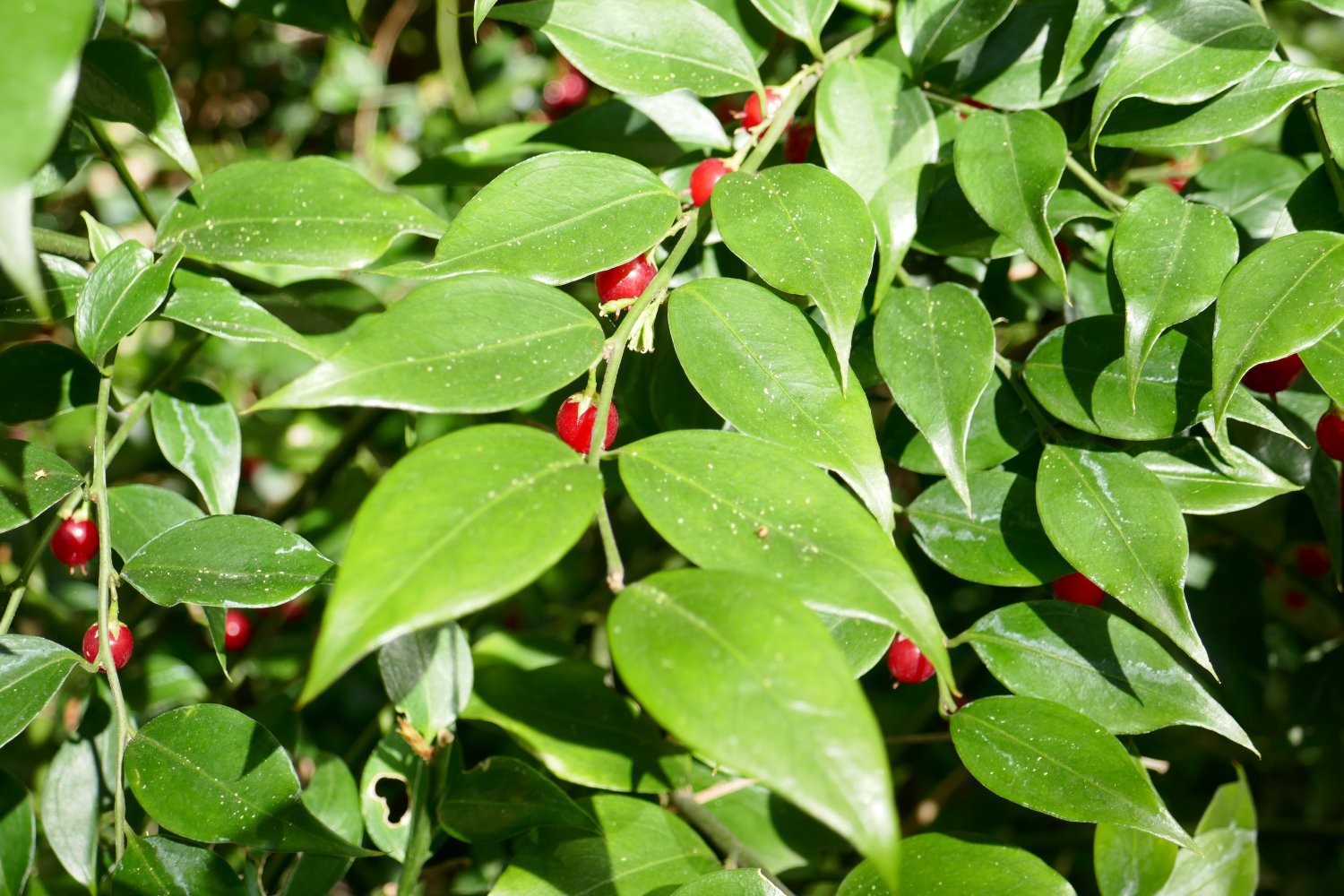 COMMON SARCOCOCCA FRAGRANT SWEETBOX SWEETBOX Sarcococca ruscifolia 10 ...