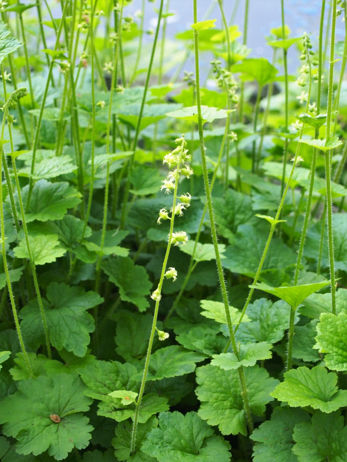 BIGFLOWER TELLIMA FRINGE CUPS Tellima grandiflora 240 seeds for planting