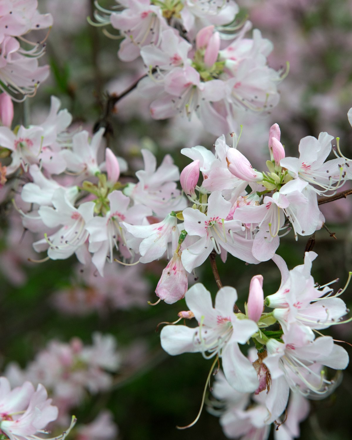 Pinkshell Azalea Pinkshell Rhododendron Rhododendron vaseyi 251 seeds ...