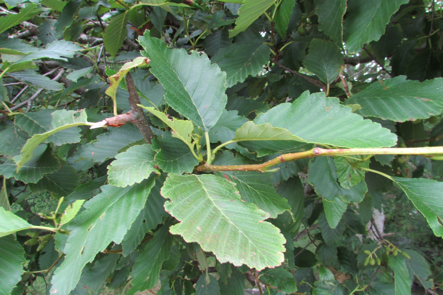 RED ALDER Alnus rubra 140 seeds for planting