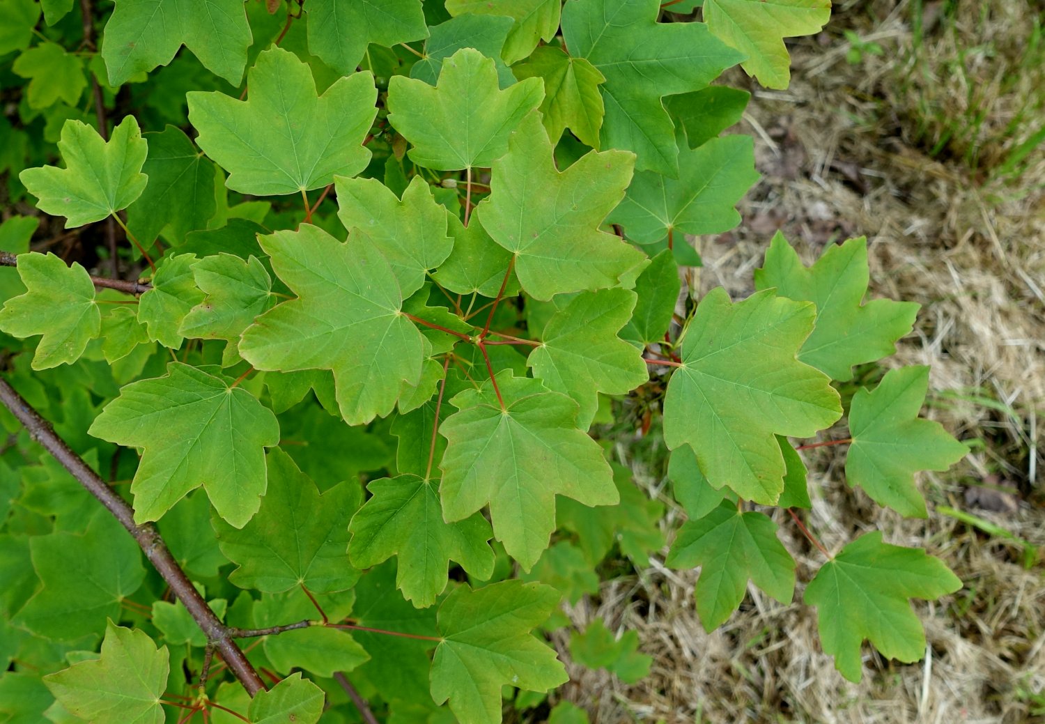 BALKAN MAPLE HYRCANUM MAPLE Acer hyrcanum 6 seeds for planting