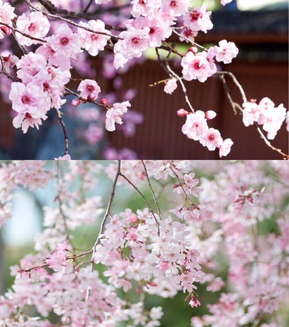 12 Cuttings unrooted for rooting ‘Cultivar’ Japanese Flowering Cherry tree