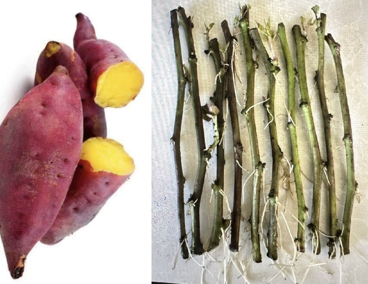 10 Rooted Cutting Vines Japanese Satsuma-imo (Sweet, Red Skin Yellow Flesh)