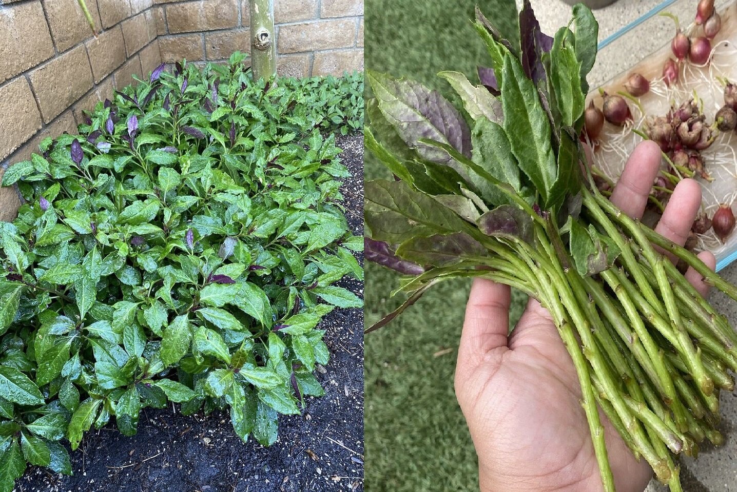 10 Freshly Cut Unrooted Cuttings 6 Inches Long - Okinawa Spinach cuttings