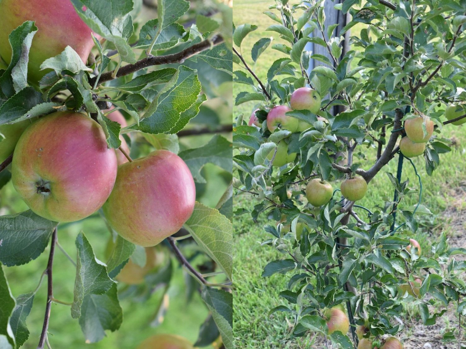 6 Grafting 6-10 INCHES HONEYCRISP Apple Fruit Tree Scion / Cutting ...