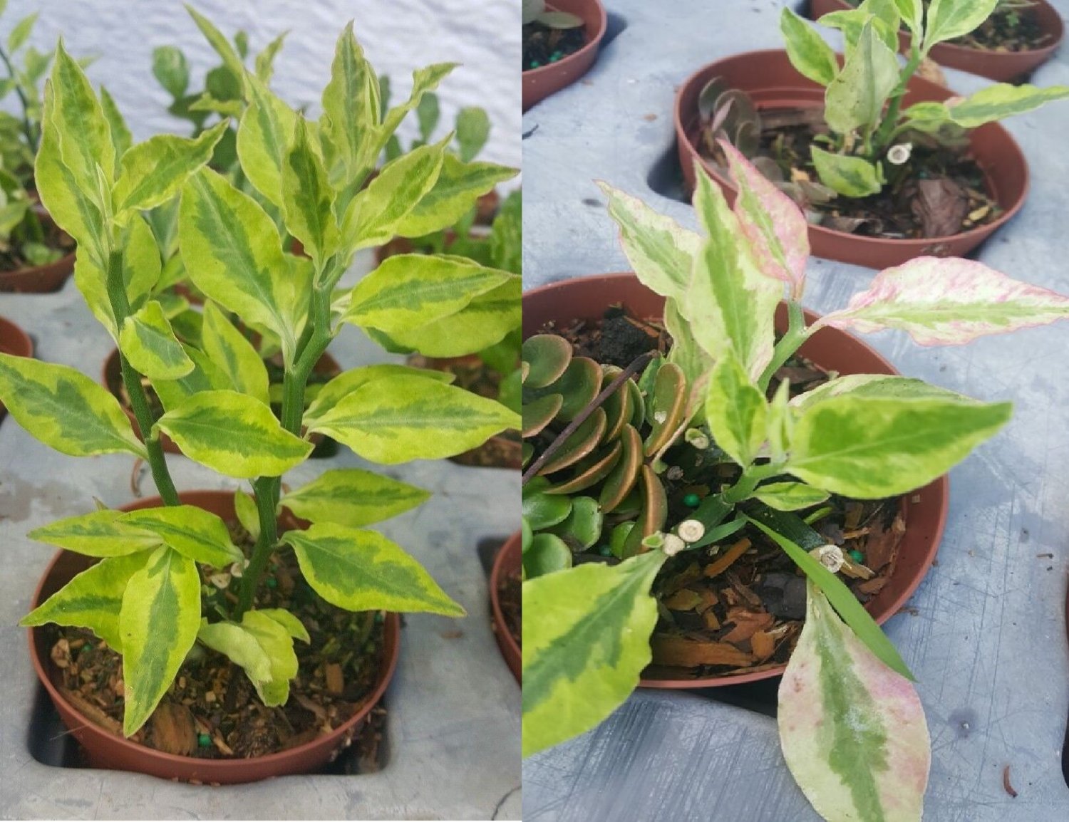 Live Succulent live Plants Euphorbia tithymaloides - Devil's Backbone ...