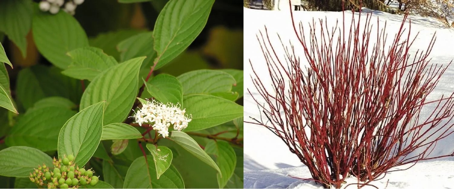 10 Cuttings Red Osier Dogwood Dormant Cornus Sericea 10'' Cut to Order