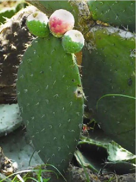 1 Cutting Opuntia Acidic Prickly xoconostle cactus joconostle matudae ...