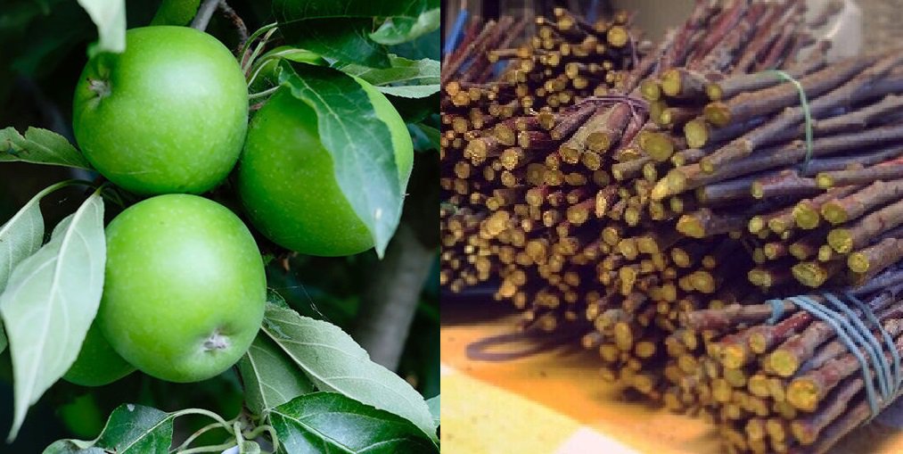 4 GRANNY SMITH Apple Fruit Tree Scion Grafting 10-12 INCH / Cutting ...