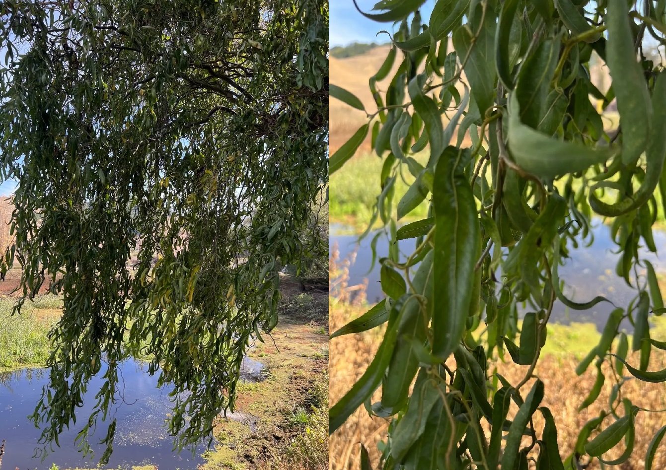 10 Cuttings Corkscrew Willow from Ancient Twisted Weeping Willow