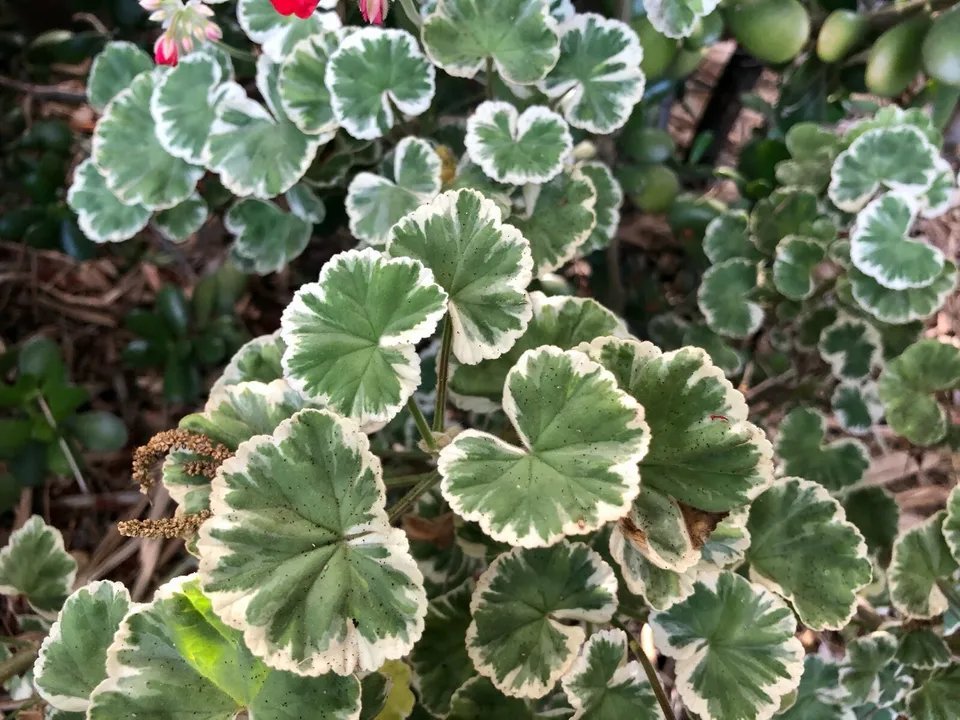 6" STARTER CUTTING RARE VARIEGATED PELARGONIUM ZONAL GERANIUM FRESH ...