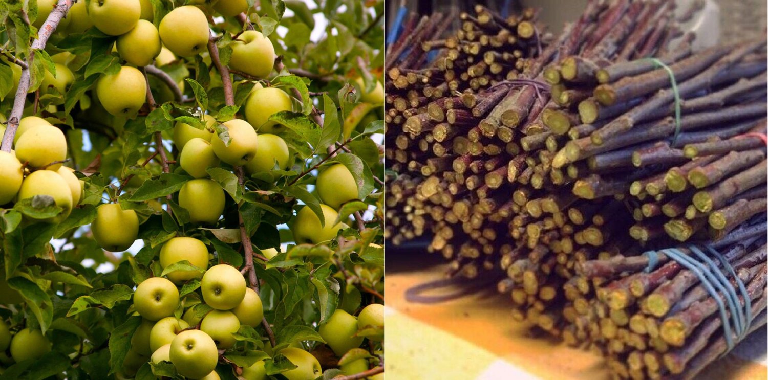 6 GOLDEN DELICIOUS Apple Fruit Tree Scion Graft 10-12 INCH / Cutting ...