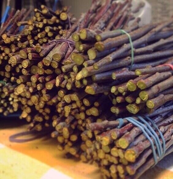 6 GOLDEN DELICIOUS Apple Fruit Tree Scion Graft 10-12 INCH / Cutting ...