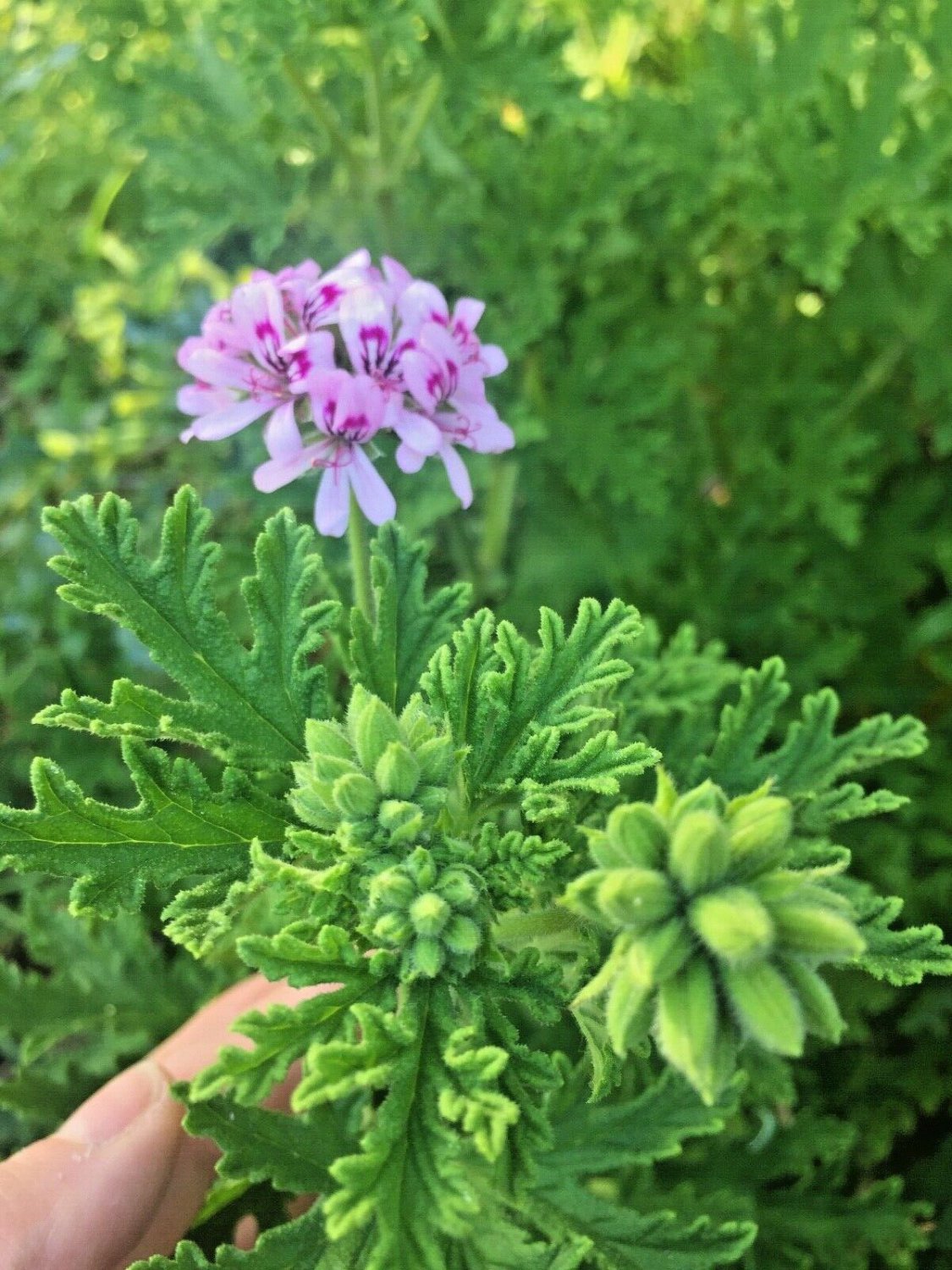 4 PLANT CUTTINGS PELARGONIUM CITRONELLA Rose SCENTED GERANIUM PINK FLOWERS