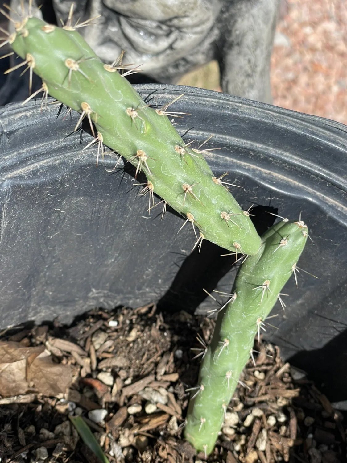 Rooted cuttings - STAGHORN CHOLLA CACTUS - PURPLE/GREEN