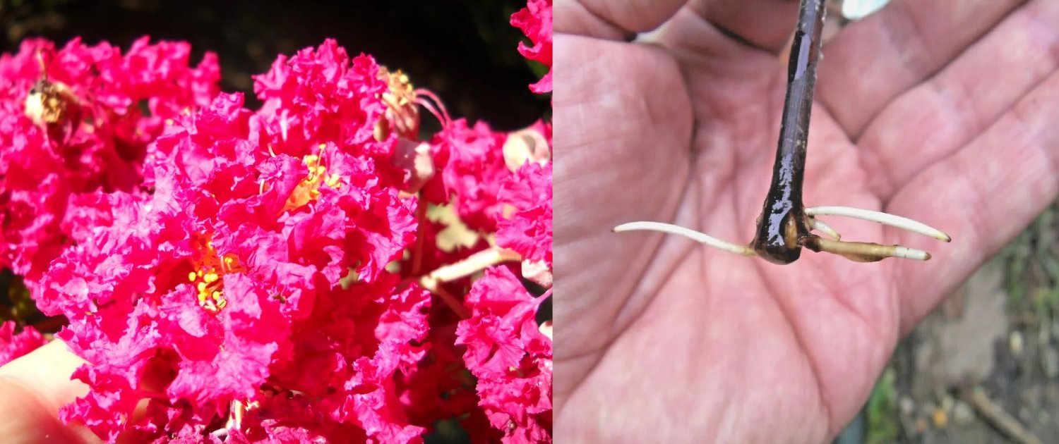 10 Cuttings Red Pink Raspberry Beautiful Crepe Myrtle Crape Tree ...