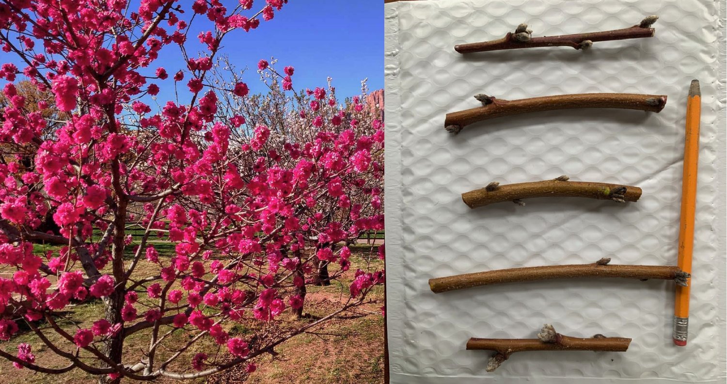 (5 scions) Red Baron peach