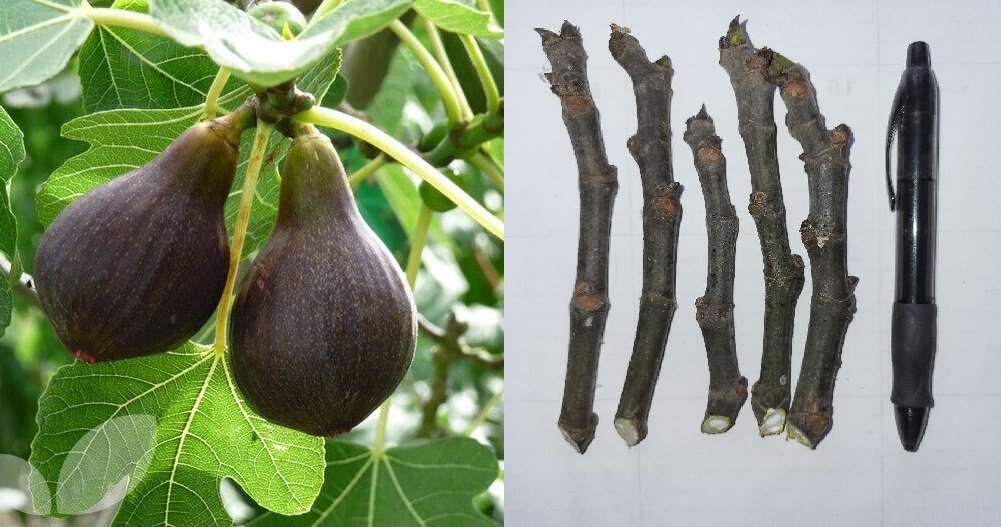 5 Fresh "Ficus carica" Brown Turkey (Texas Ever-Bearing) Fig Tree Cuttings.