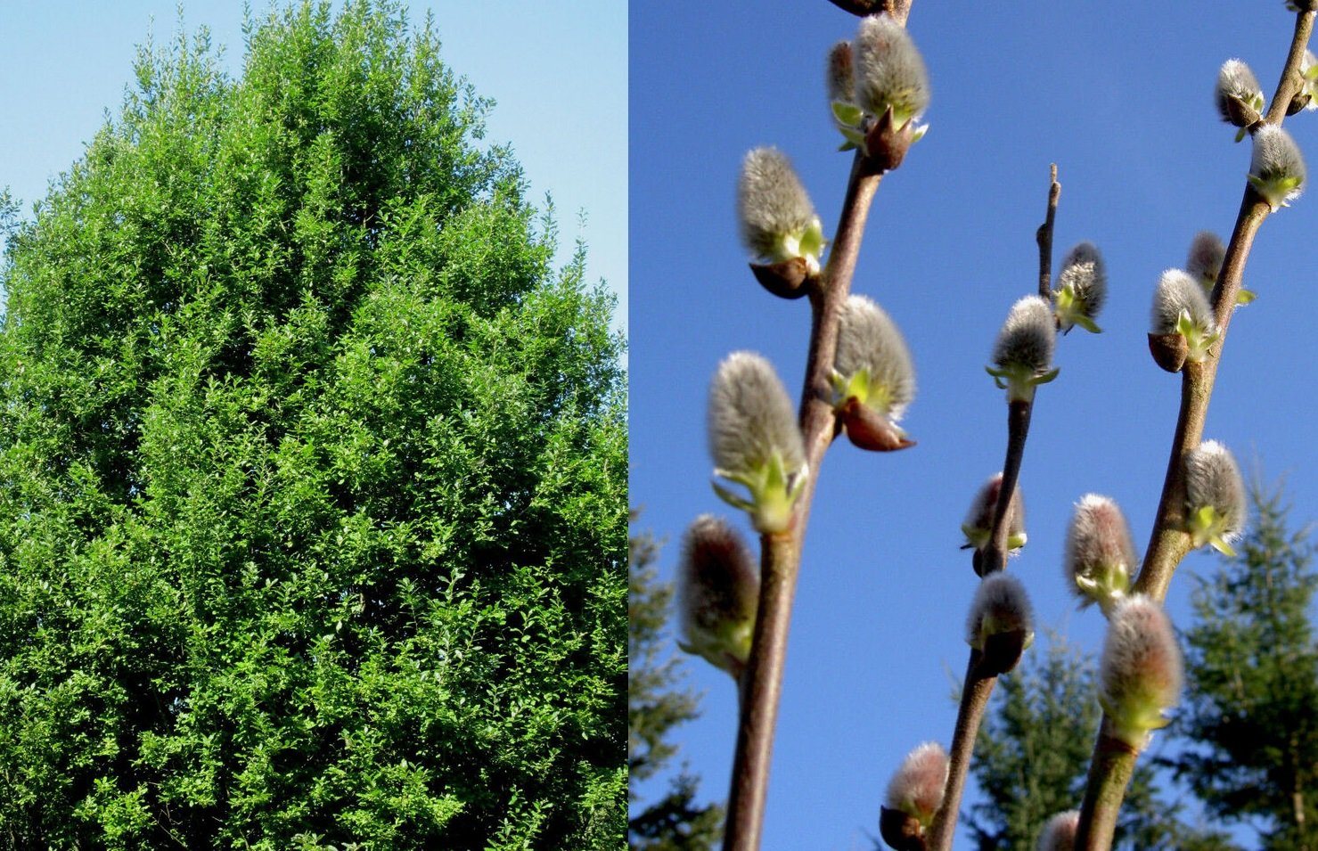 10 Cuttings Pussy Willow Tree - Cut Flower / Honey Bee / Landscape ...