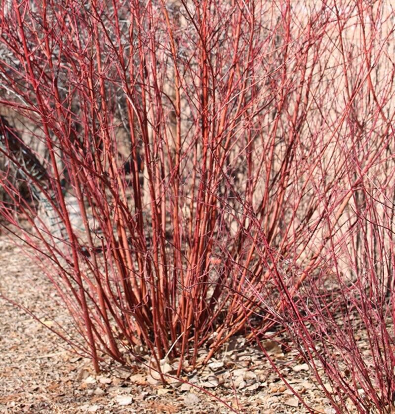 18" | Cuttings | Lot of 5 | Cornus sericea | Red-Osier Dogwood | Cut Fresh